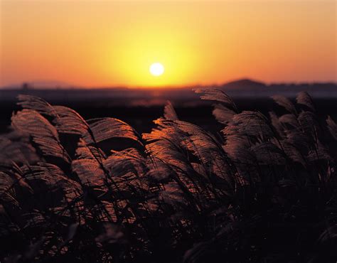 저녁 6시 가을 바람에 흔들리는 갈대 밭 위로 태양이 저물어가는 경기도 화성의 오후 하늘 그림 풍경 그림 사진