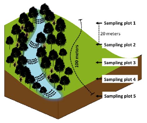Experimental Design With Sampling Plot Along The Stream And Baskets To