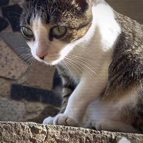Minha Gatinha 😻👍 Youtube