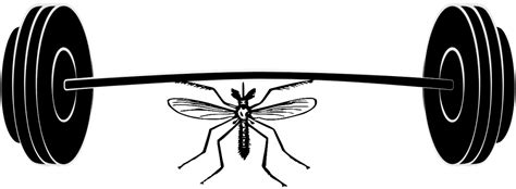 body building for mosquitoes microlearning and focus 2025 incus data programming courses