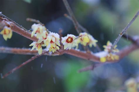 国家植物园两株早花蜡梅暗香浮动游客踏雪寻梅 品种 河南 鄢陵