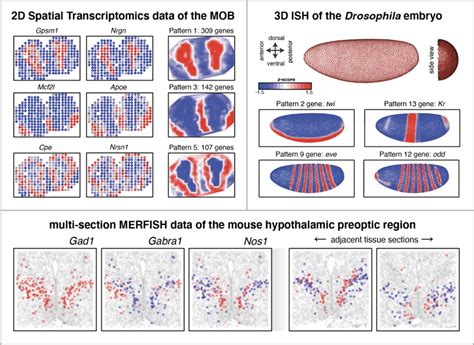 Meringue Characterizing Spatial Gene Expression Heterogeneity In Spatially Resolved Single