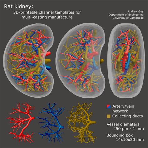 Designing 3d Vascular Networks Materials Engineering And Material Tissue Interactions