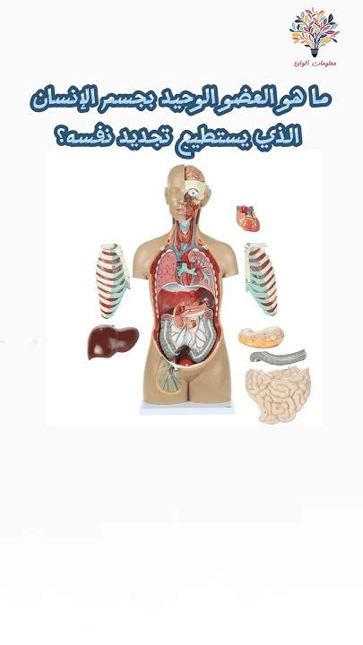 إيه هو العضو الوحيد في جسم الإنسان اللي يقدر يجدد نفسه؟ 🤔 معلومات
