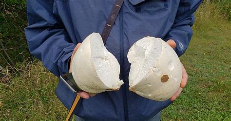 Cream Of Puffball Soup Giant Puffball Album On Imgur