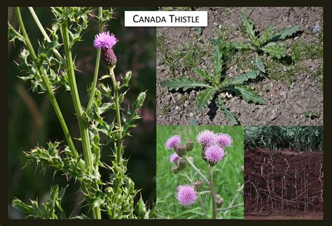 New Noxious Weed Survey