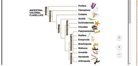 Chapter 33 Invertebrates Diagram Quizlet
