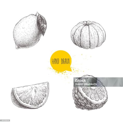 손으로 그린 스케치 스타일 감귤 세트입니다 레몬 라임 베 르가 못 오렌지 슬라이스 관화 귤을 반 벗 겨 벡터 그림을 흰색 배경에 고립입니다 감귤에 대한 스톡 벡터 아트 및