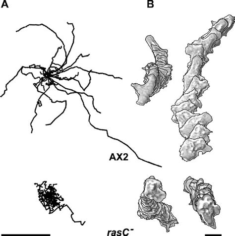 Random Motility Of Ax2 And Rasc À Cells A Motility Tracks Of 30