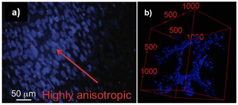 Materials Free Full Text Liquid Crystal Elastomers—a Path To Biocompatible And Biodegradable