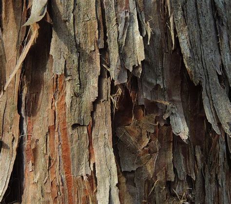 7 Crazy Ways To Use Tree Bark For Survival Off The Grid News