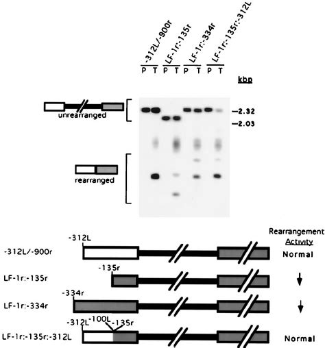 The Right Flanking Sequence Effectively Substitutes For The Essential