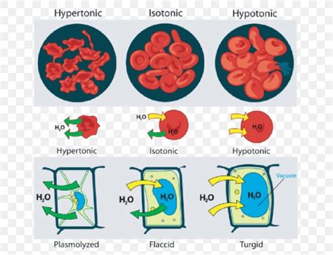 Osmosis Facilitated Diffusion Tonicity Cell Png 673x629px Osmosis Area Biological Membrane