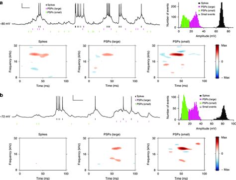 Spectrotemporal Receptive Fields Obtained From In Vivo Current Clamp Download Scientific