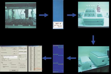 Experimental Workflow For Performing Mutation Analysis Using Download Scientific Diagram