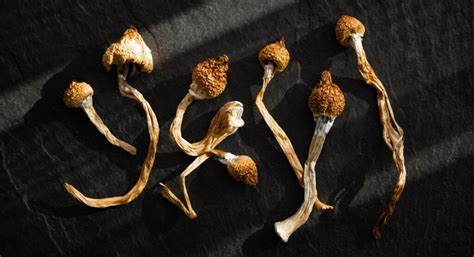 Magic Mushroom Dosage Guide Microdosing To Heroic Doses