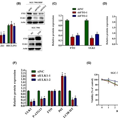Loss Of Fat Mass And Obesity‐associated Protein Fto Attenuates The Download Scientific