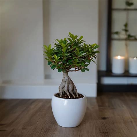 Curtain Fig Ficus Microcarpa Height 30 40cm Pot 12cm