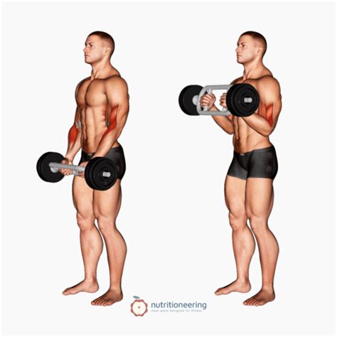 9 Best Barbell Bicep Exercises For Arm Size And Strength