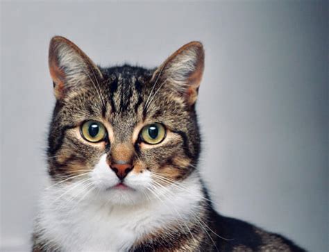 How To Tell Cat Gender By Face Face Tells Everything American Cat