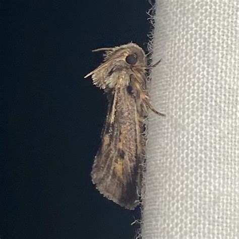 Tree House Moth Sheet BioDiversity All