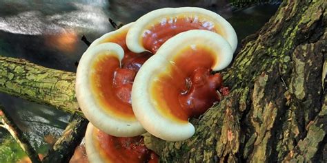 🍄 Beneficios Del Ganoderma Lucidum Para La Salud Nutriser