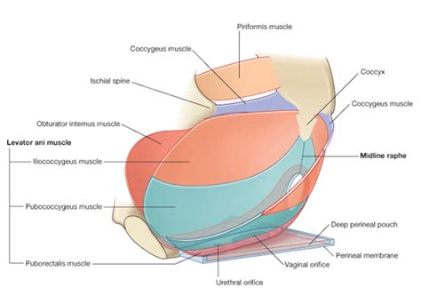 Human Anatomy Pelvis And Perineum Lecture Notes Perineum Human Anatomy Pelvic Diaphragm