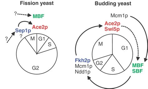 Cell Cycle Transcriptional Networks In Fission And Budding