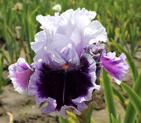 Daring Deception Gli Iris Di Carosa Bologna