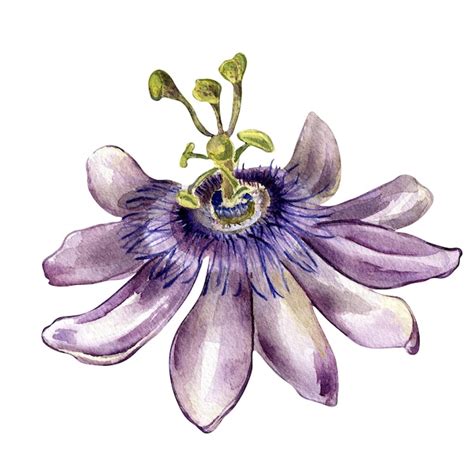 Premium Photo Passion Flower Watercolor Illustration Isolated On