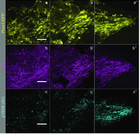 Figure S2 Py658 Tyrosine Phosphorylation In The Ve Cadherin