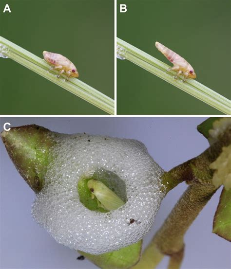 The Spittlebug By Jose J The Riverside Club For Adventure And Imagination