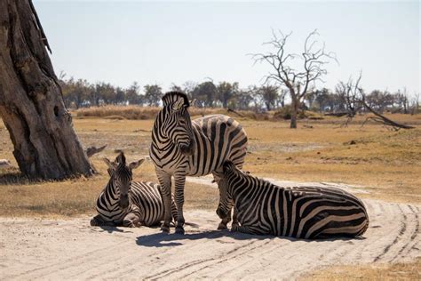 28 Wild Animals In Botswana Wildlife In Botswana Kevmrc