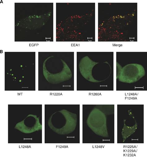 subcellular localization of kif16b px and its mutants in hek293 cells
