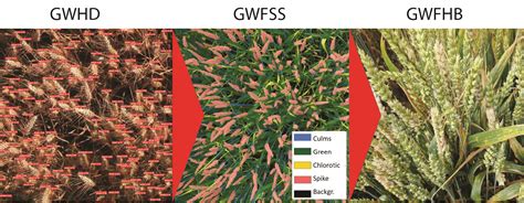 Global Wheat Dataset