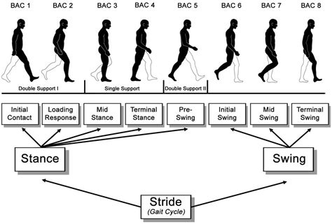 Phases Of The Gait Cycle Gait Analysis Protokinetics Older Adults