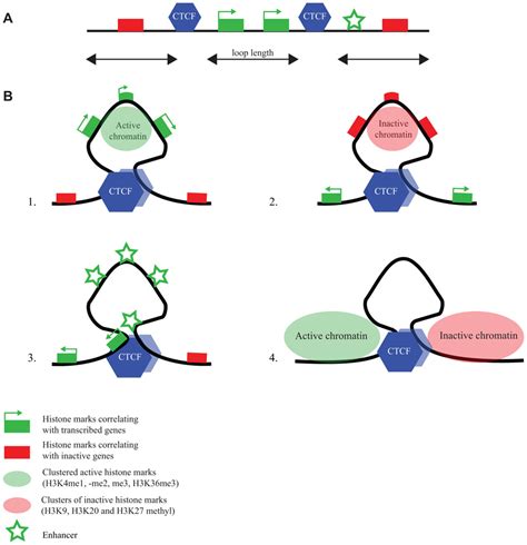Frontiers Chromatin Loops Gene Positioning And Gene Expression