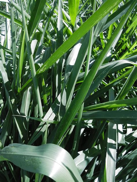 Panicum Grass Is The Best Panicums Titus International Facebook