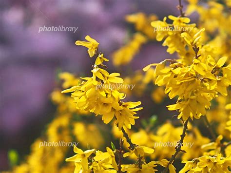 Photolibrary