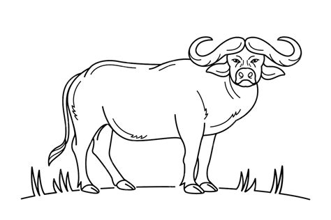 Premium Vector Hand Drawn Buffalo Outline Illustration