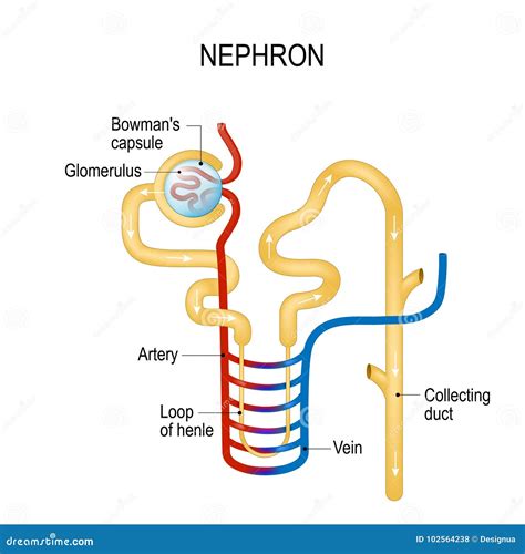 Nephron Filtration Diagram At Sophia Goldman Blog