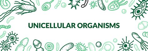Microscopic Unicellular Organisms Design Scientific Biology Vector
