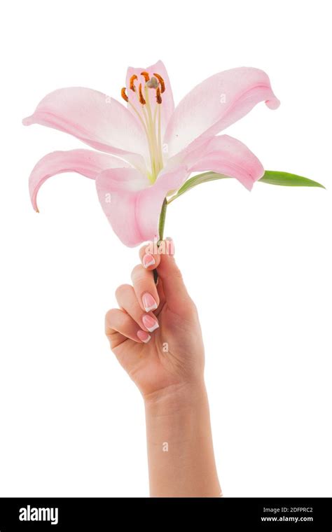 Female Hand Holds Bud Of Pink Lily Flower Isolated On White Background