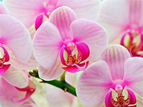 Attractive Pink Orchids Wallpaper Beautiful Desktop Wallpapers 2014