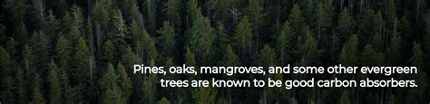 How Much CO Does Your Forest Absorb
