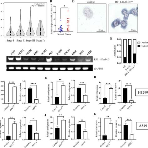 Differentially Expression Gene Identification And The Enrichment