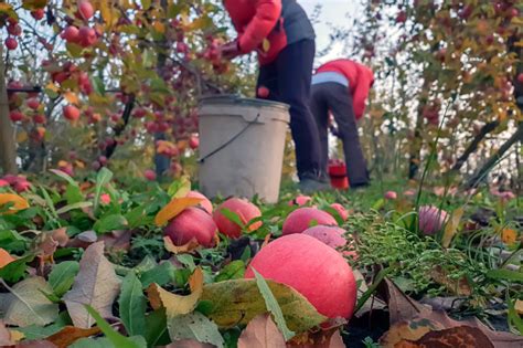 사과를 따기 빨간 재킷에 두 사람의 배경에 애플 과수원에 땅에 누워 빨간 사과의 클로즈업 수확의 개념 2명에 대한 스톡 사진 및 기타 이미지 Istock