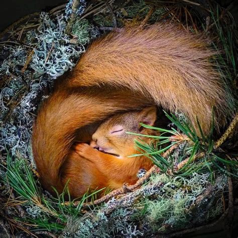 🔥 Red Squirrel Sleeps In Its Drey 🔥 R Natureisfuckinglit