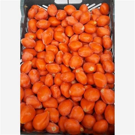 خرید و قیمت بذر سیکاس از غرفه تاج بانو عروس