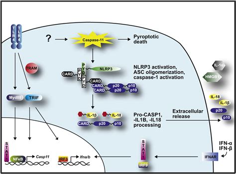 Revisiting Caspase 11 Function In Host Defense Cell Host And Microbe